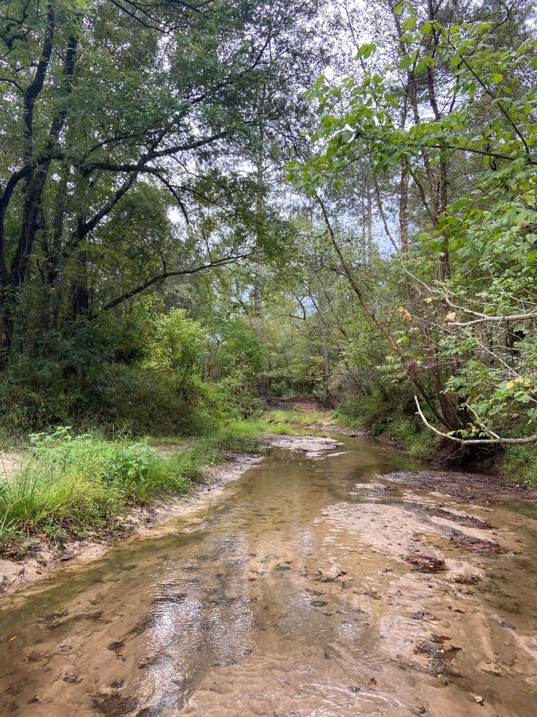 Sam Houston National Forest: A Wonderland of Fossils and Gems - The ...